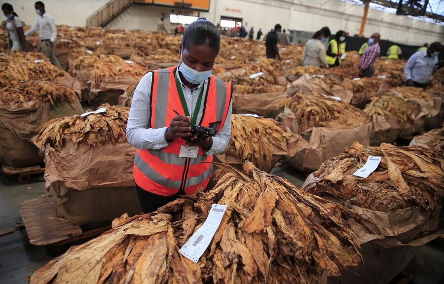 Zimbabwe Tobacco Sales Boom: 200 Million Kg Sold, Revenue Reaches $697 ...